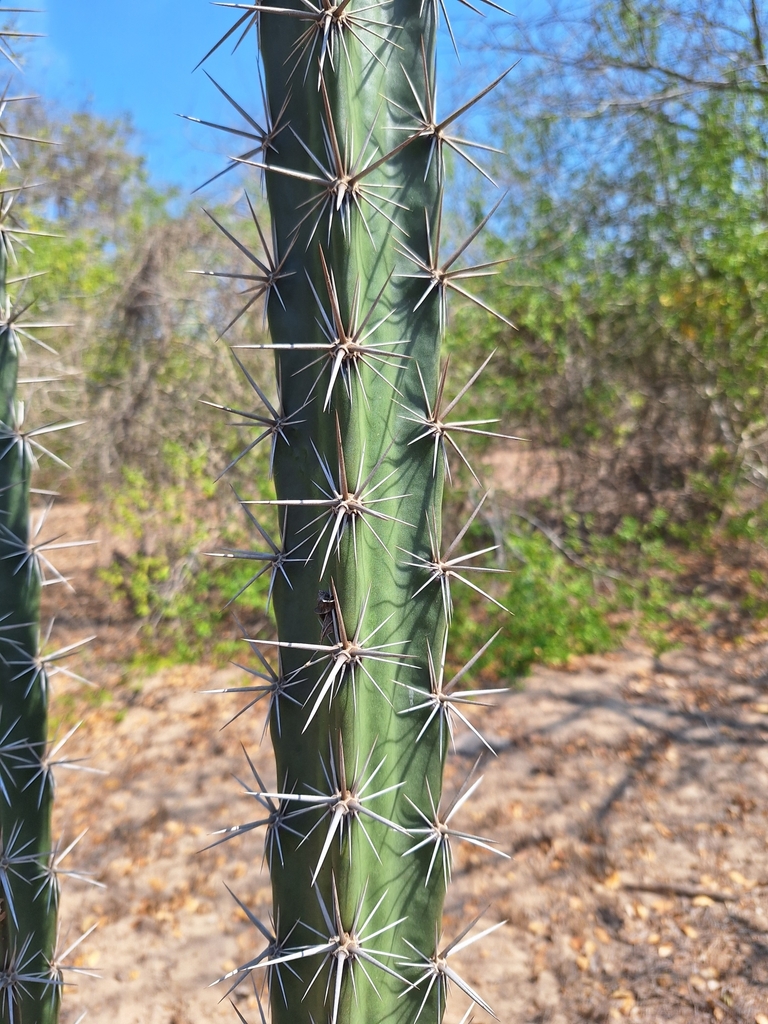 Octopus Cactus in April 2025 by Jocelyn Guzmán · iNaturalist