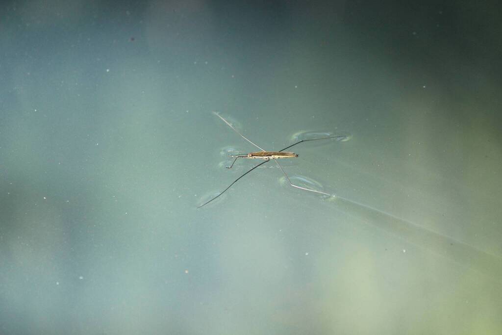 Giant Water Strider from 日本、〒192-0363 東京都八王子市別所 on April 29, 2025 at 08 ...