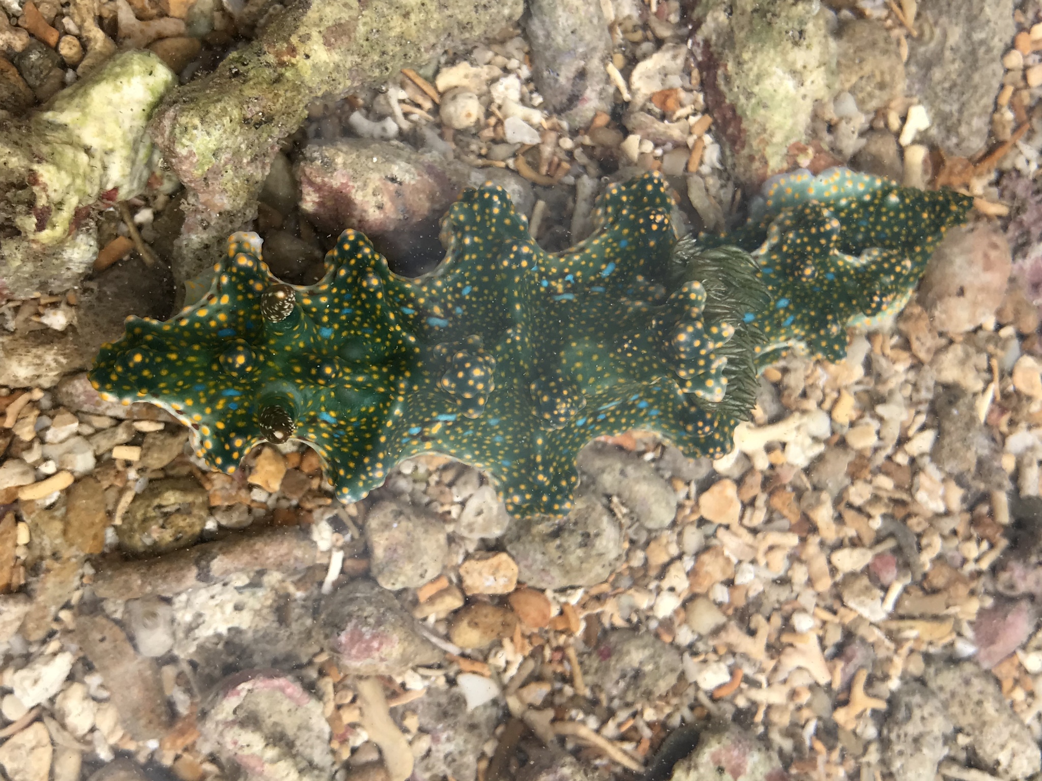 Miamira sinuata (van Hasselt, 1824)