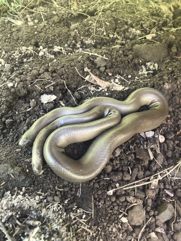 Northern Rubber Boa from Dutch Canyon Rd, Scappoose, OR, US on May 05 ...