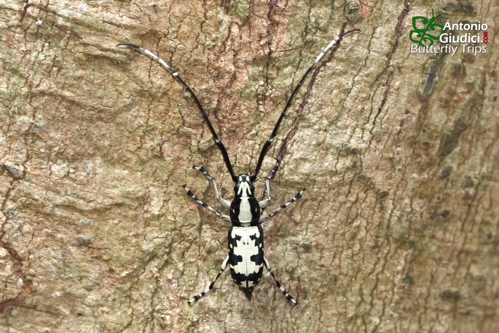 Xenocerus khasianus from Thap Sai, Pong Nam Ron District, Chanthaburi ...