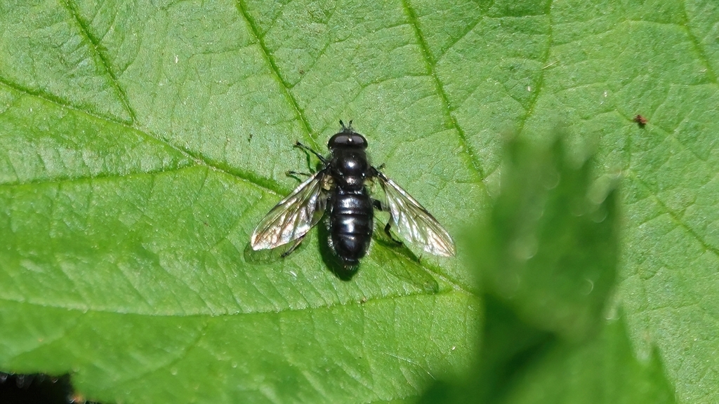 Pitheads from Nanaimo, BC, Canada on May 4, 2025 at 10:30 AM by lyndas ...