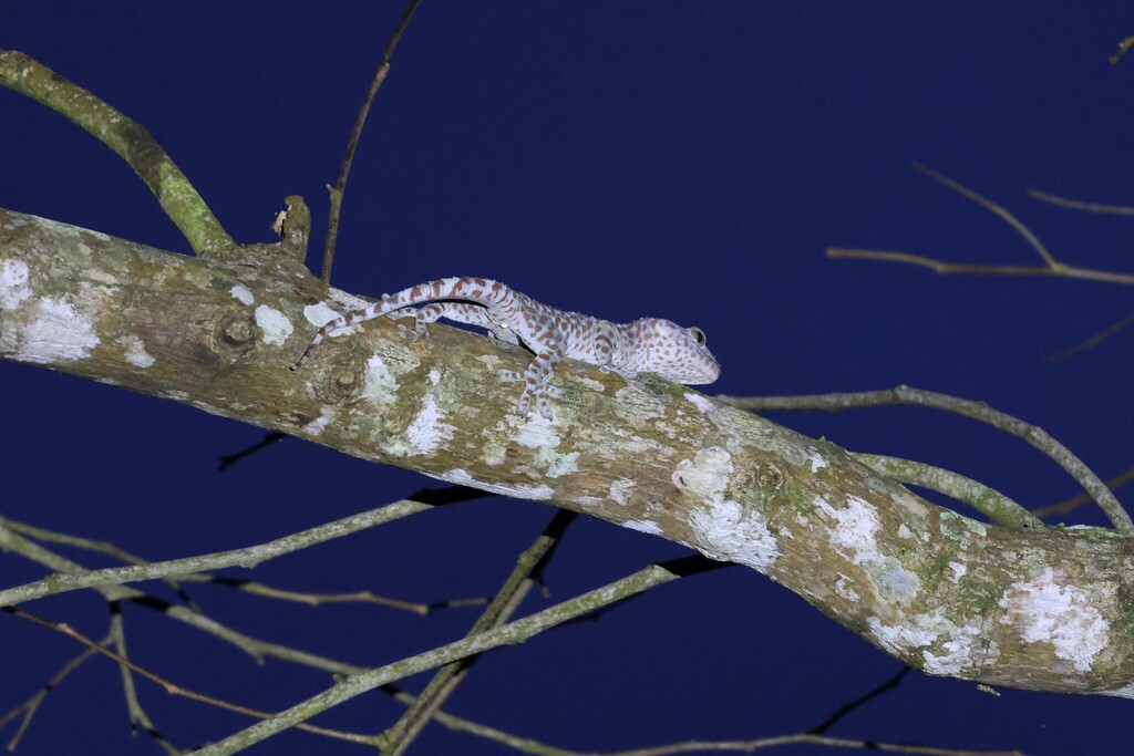 Tokay Gecko from Tabunan, Cebu, Philippines on March 28, 2025 at 06:13 ...