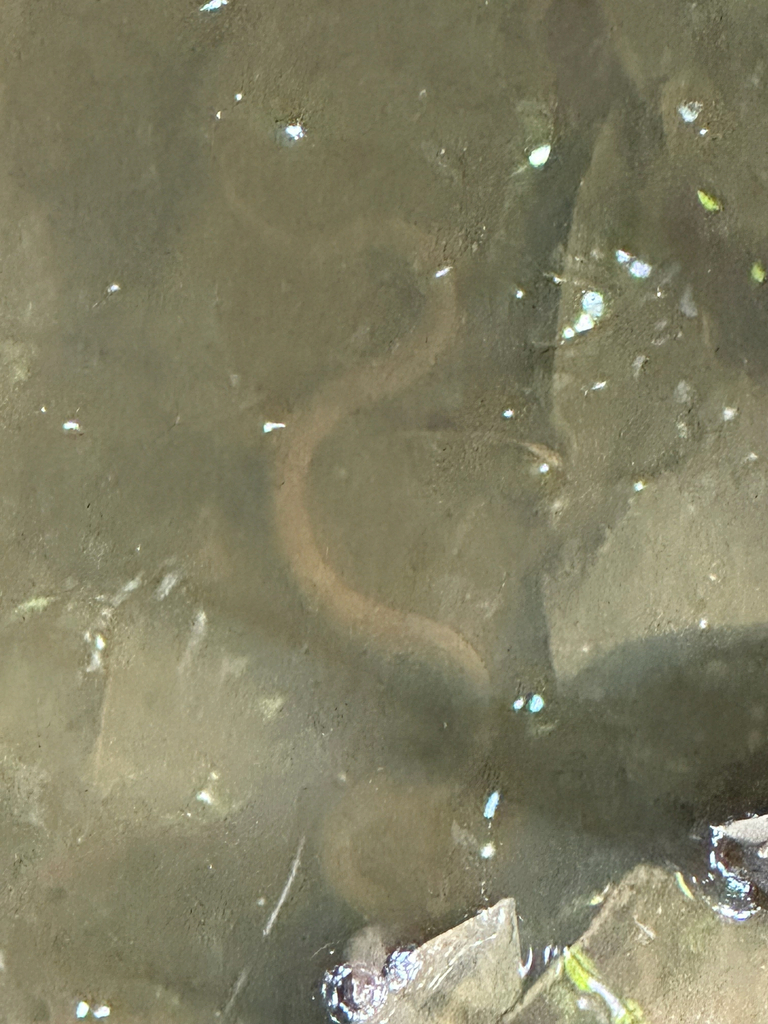 Southeast Asian Bockadam from Singapore, SG, SG on May 6, 2025 at 09:46 ...