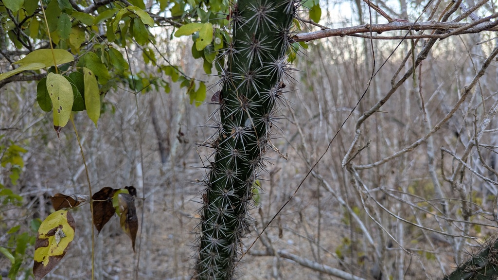 Octopus Cactus in April 2025 by licepayan · iNaturalist