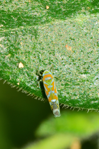Barela decorata · iNaturalist