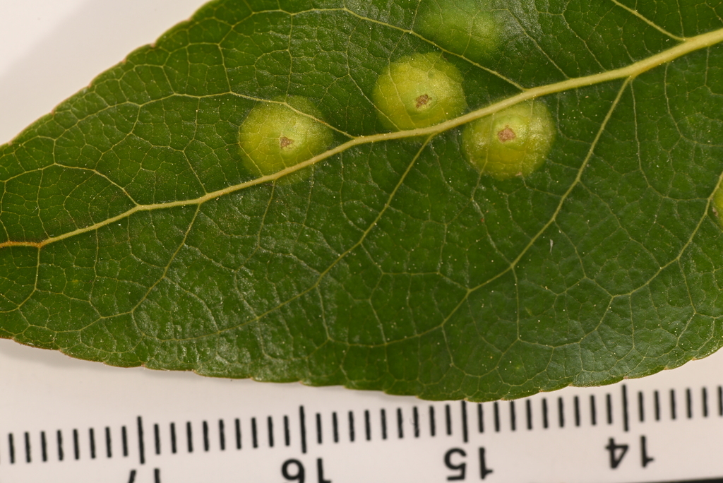 Gall and Forest Midges from Maple Flats on May 05, 2025 at 03:50 PM by ...