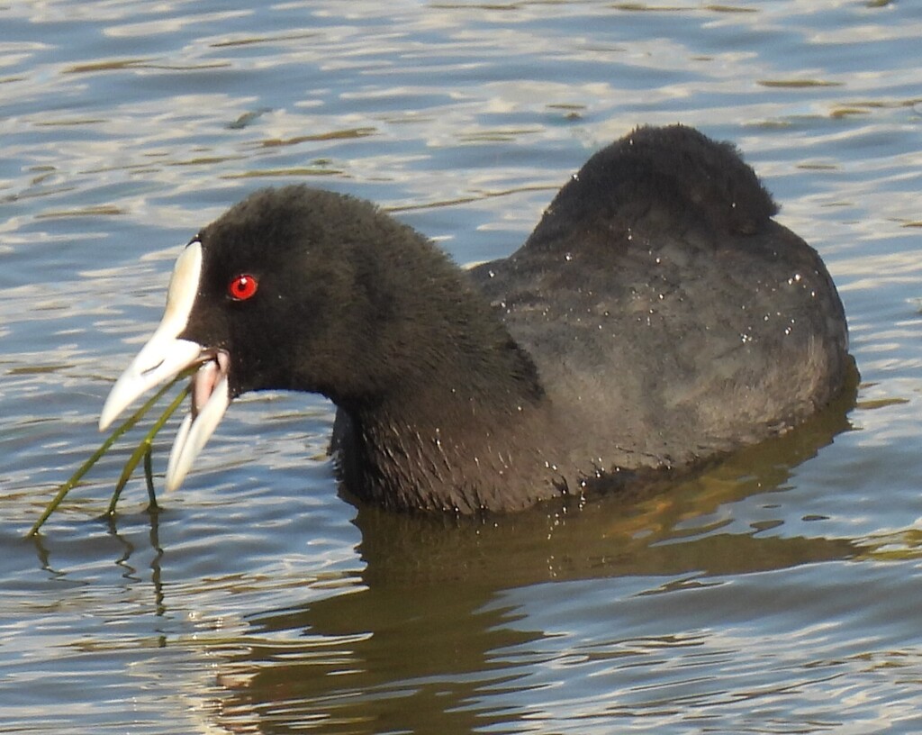 Australasian Coot from Torquay VIC 3228, Australia on May 6, 2025 at 12 ...
