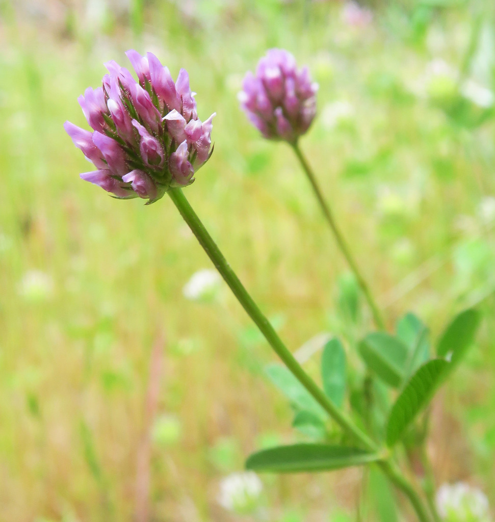 Tree Clover from South Coast Ridge Road, Monterey County, CA, USA on ...