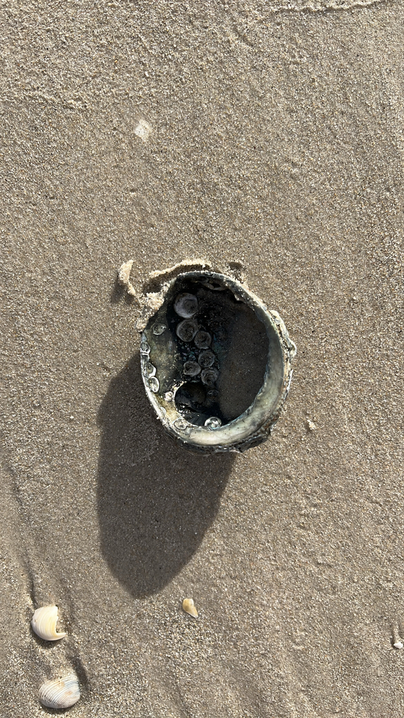 Circular ear shell from Henley Beach, SA, AU on May 6, 2025 at 03:46 PM ...