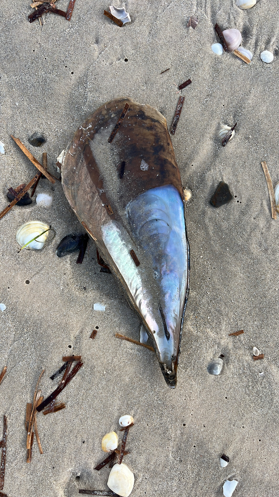 common razor clam from Esplanade, Henley Beach, SA, AU on May 6, 2025 ...