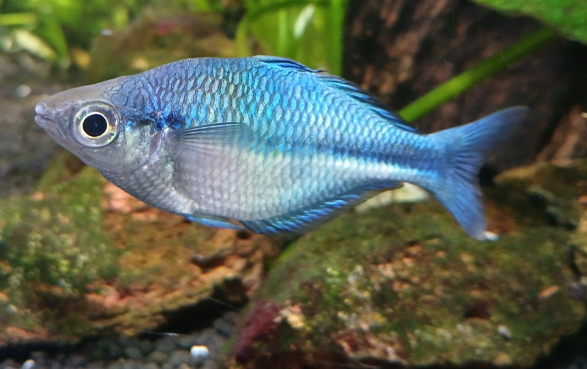 Turquoise Rainbow Fish