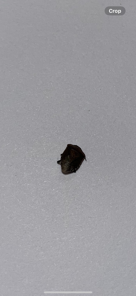 Brown shield bug from South Island / Te Waipounamu, Lincoln, Canterbury ...