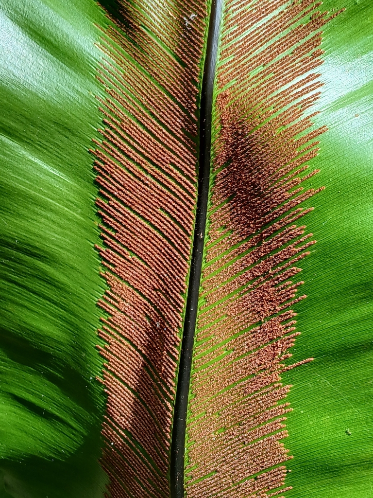 Bird's Nest Fern (Asplenium nidus) - Botanical Realm