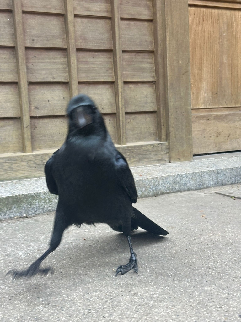 Crows and Ravens from 428-0501, Japan by Stefan. Somewhere in Japan, a ...