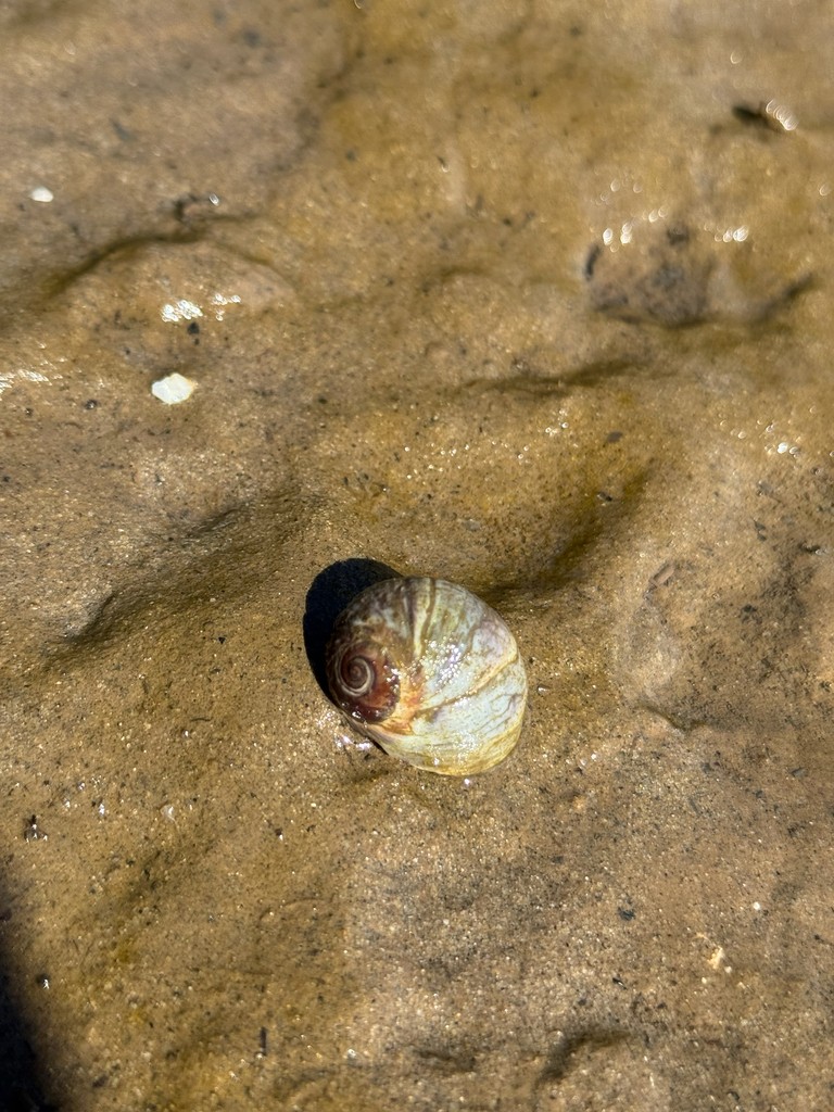 Conuber melastoma from South Ballina, NSW, AU on May 6, 2025 at 10:43 ...