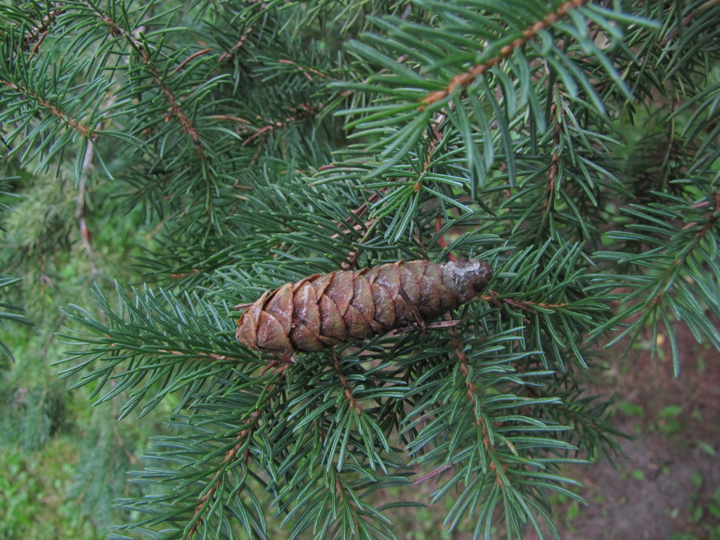 white spruce (Picea glauca) - Botanical Realm