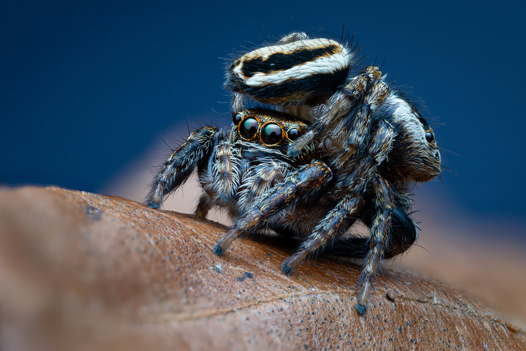 Woodland Jumping Spider from Cotswolds, UK on July 7, 2024 at 05:42 PM ...
