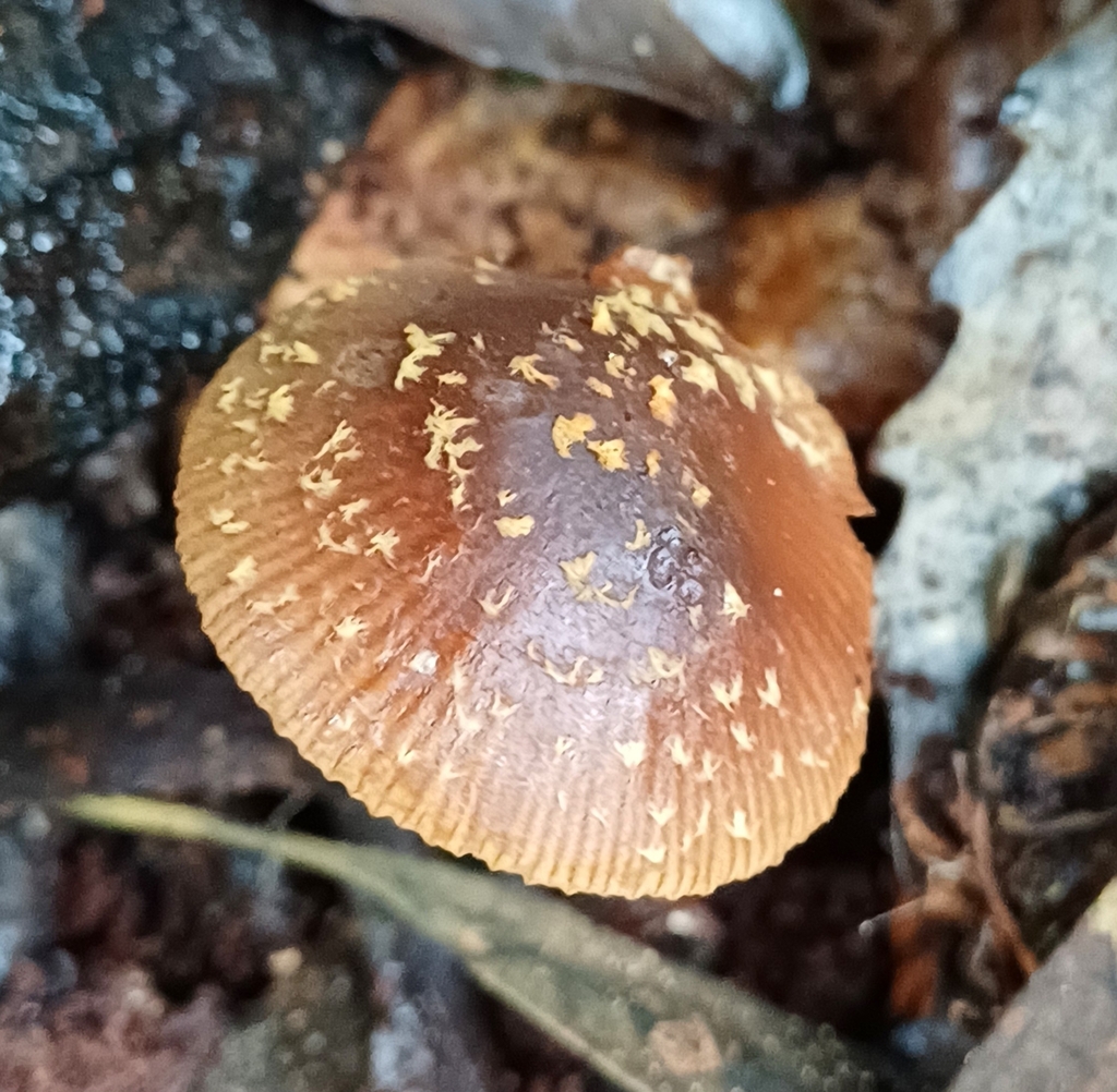 Descolea recedens from Blackheath NSW 2785, Australia on May 6, 2025 at ...