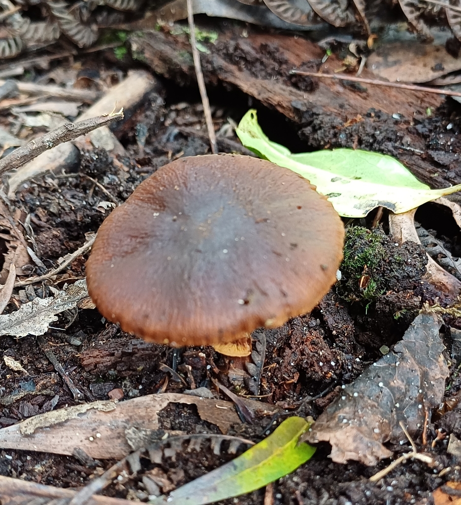 Descolea recedens from Blackheath NSW 2785, Australia on May 6, 2025 at ...