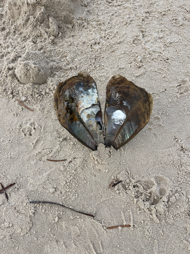 common razor clam from Henley Beach, SA, AU on May 6, 2025 at 04:06 PM ...