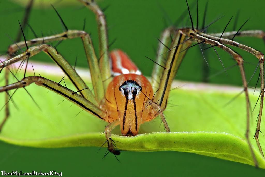 Lean Lynx Spider (Spiders of Karnataka) · iNaturalist