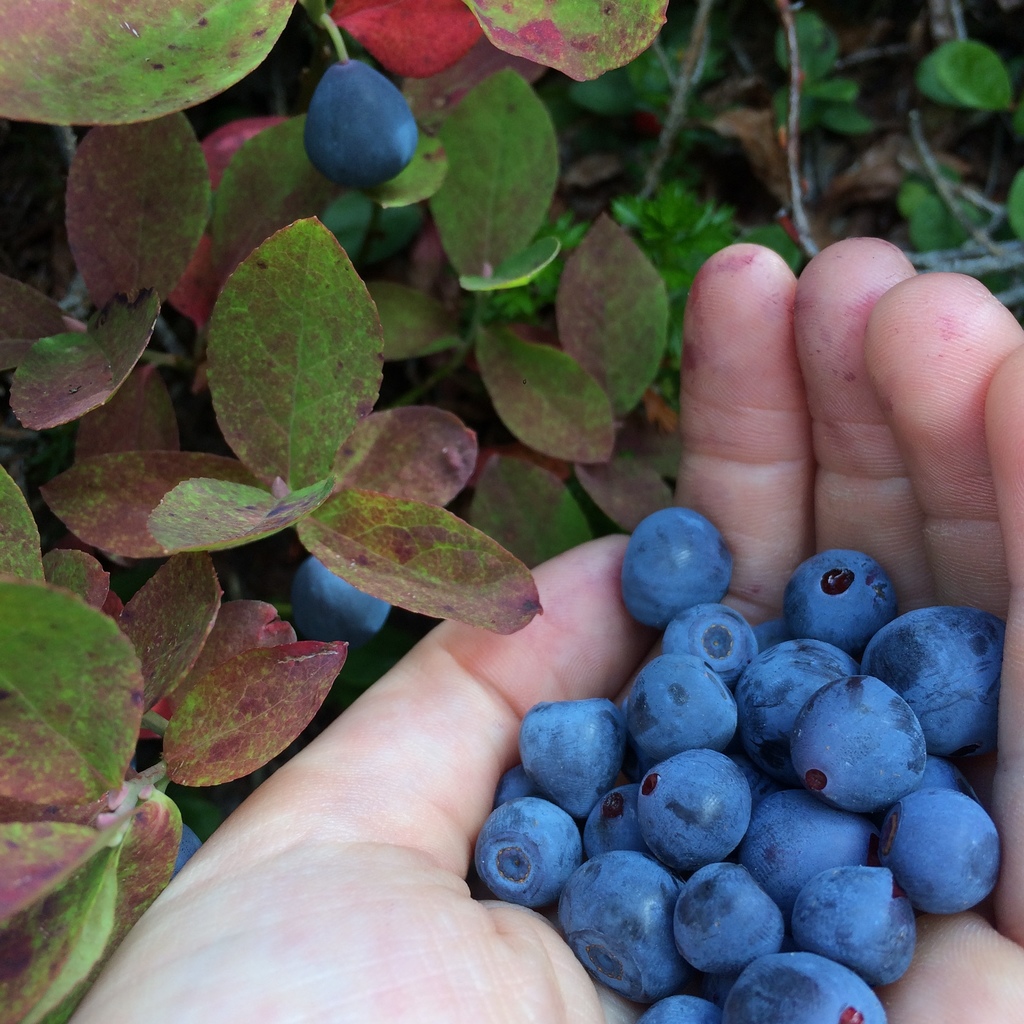 Blue-leaved huckleberry from Mig Lake, Washington 98288, USA on ...