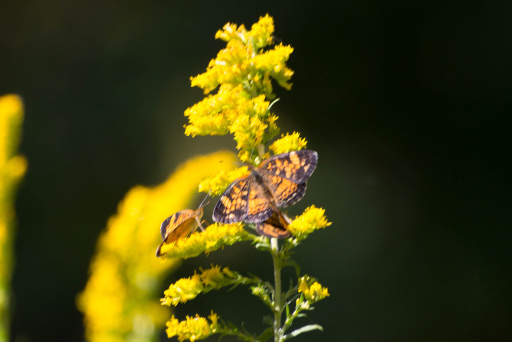 Pearl Crescent from Gallagher Fen on September 14, 2013 by Ron Edwards ...