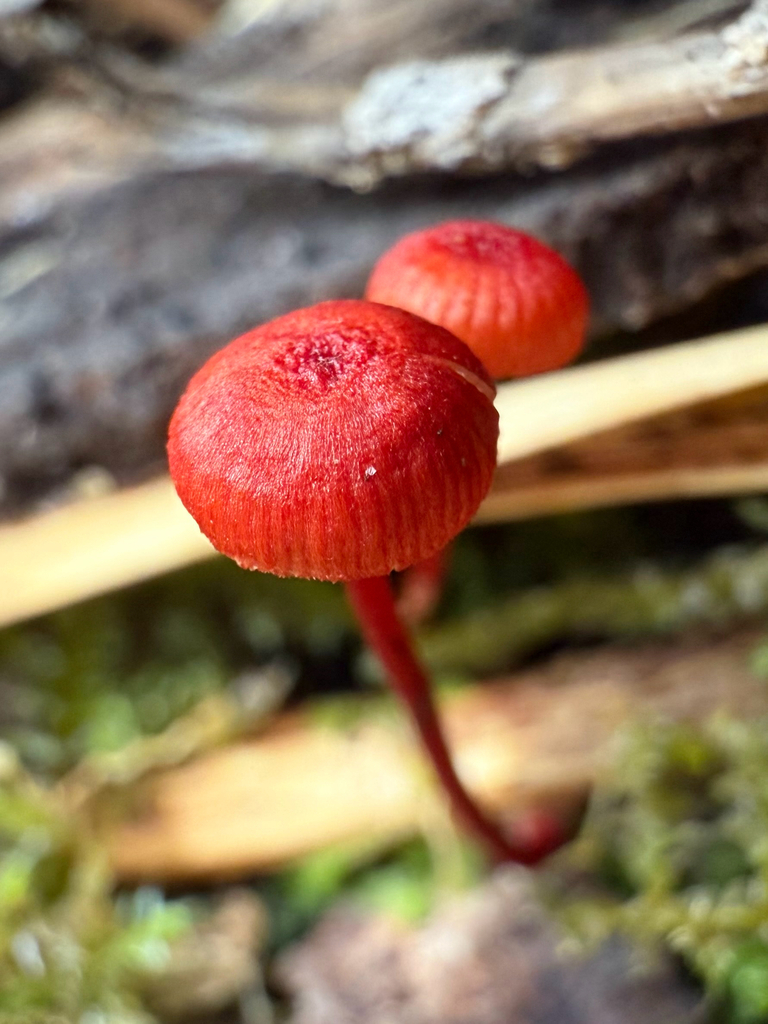 ruby bonnet from South Bruny, TAS, AU on May 6, 2025 at 01:23 PM by Tom Hunt · iNaturalist