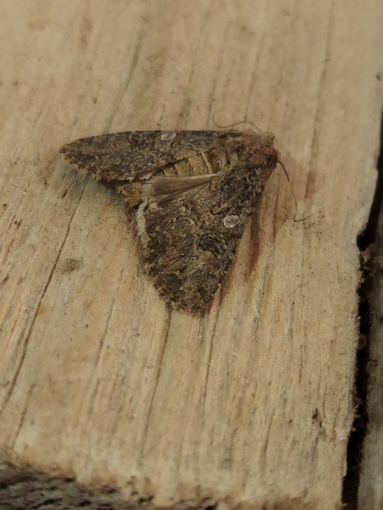 Nutmeg Moth from 4292 Dobri dol, Bulgaria on May 5, 2025 at 11:15 PM by ...