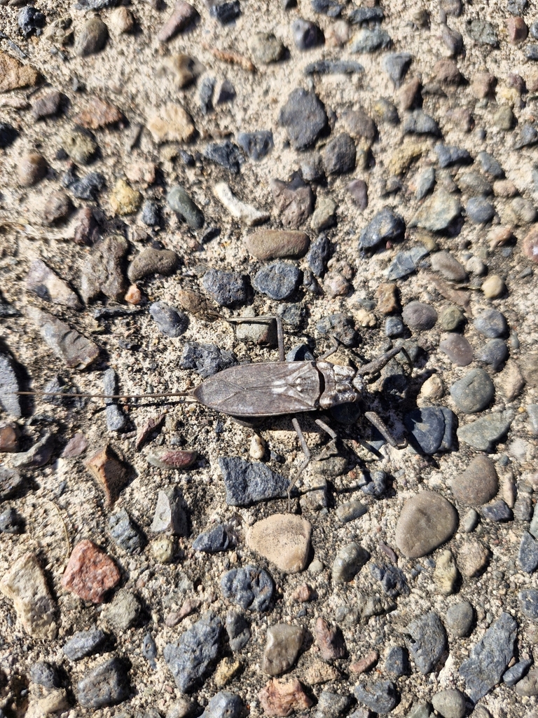 Laccotrephes tristis from Quirindi NSW 2343, Australia on May 6, 2025 ...