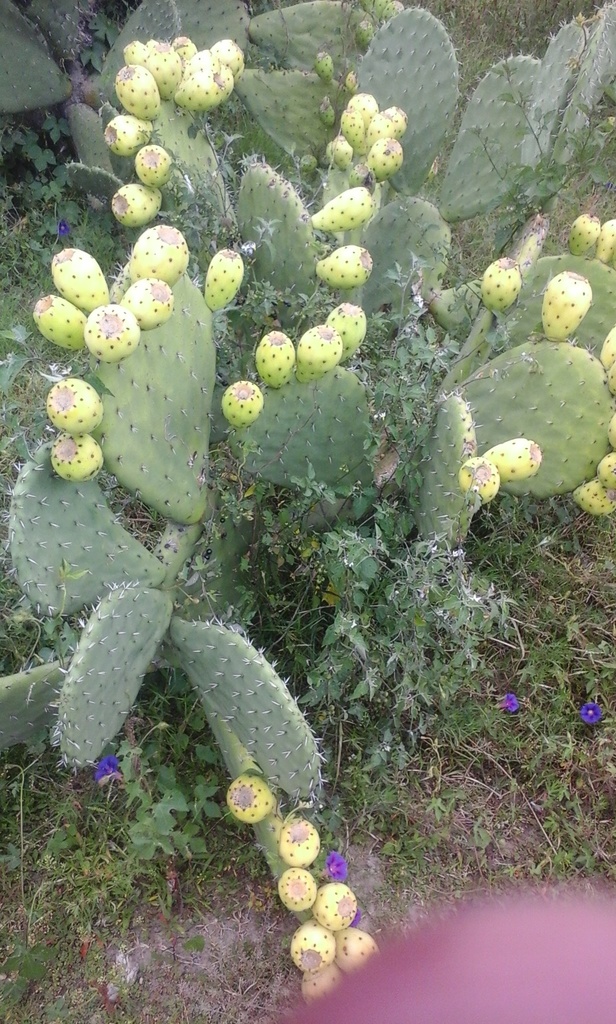 Opuntia amyclaea from Acatzingo, Puebla on September 12, 2016 at 11:59 AM by Bonny. Esta es una ...