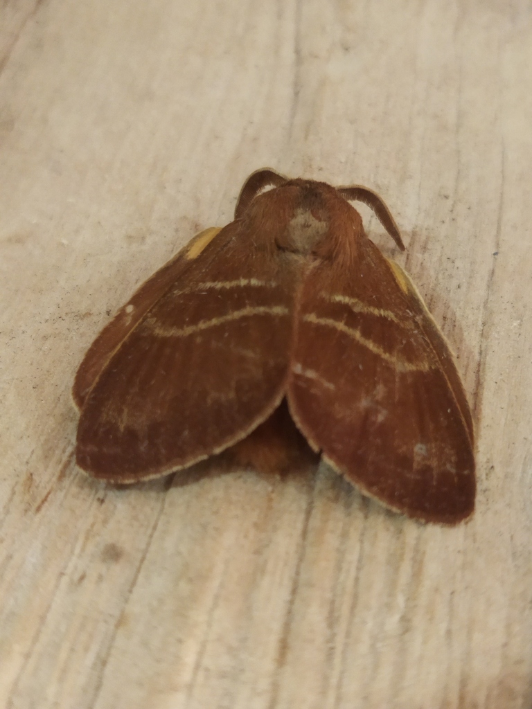 Fox Moth from 4292 Dobri dol, Bulgaria on May 5, 2025 at 11:30 PM by ...