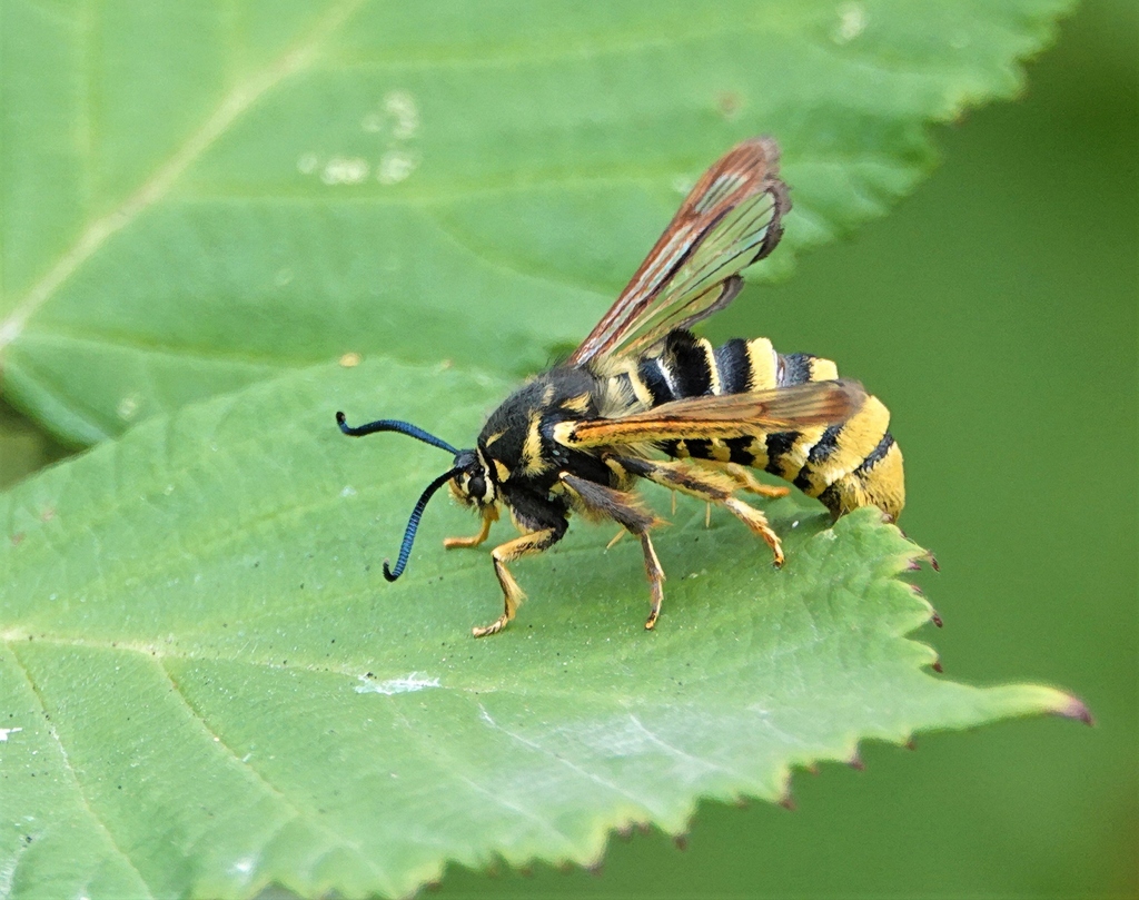 Raspberry Crown Borer from Nanaimo, BC on September 1, 2019 at 12:16 PM ...