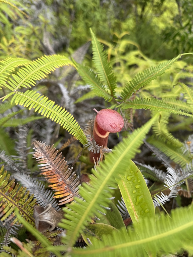 Common Swamp Pitcher-Plant from Babeldaob, Palau, PW on May 04, 2025 at ...