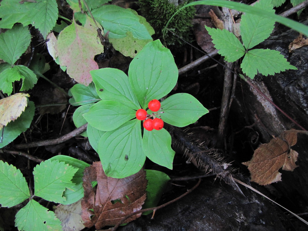 Canadian bunchberry from Greenwood Estates on September 1, 2019 at 02: ...