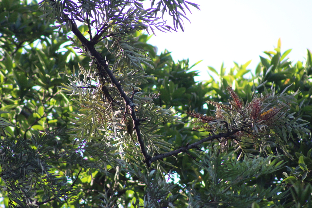 silk oak from Waliso, Ethiopia on April 23, 2025 at 06:51 AM by Luca ...