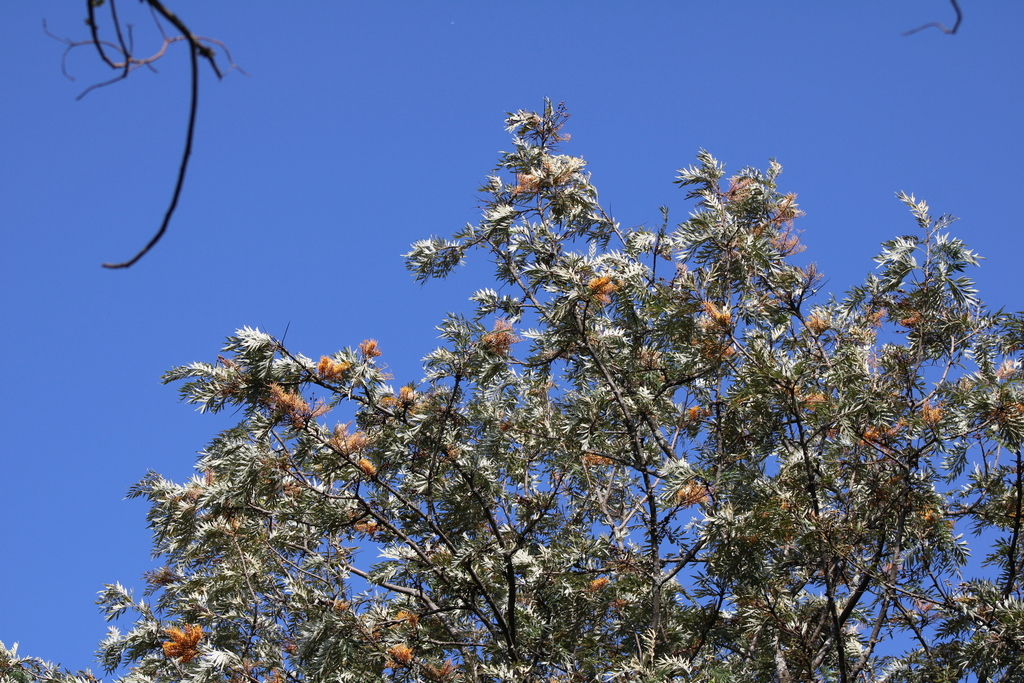 silk oak from Waliso, Ethiopia on April 23, 2025 at 08:26 AM by Luca ...