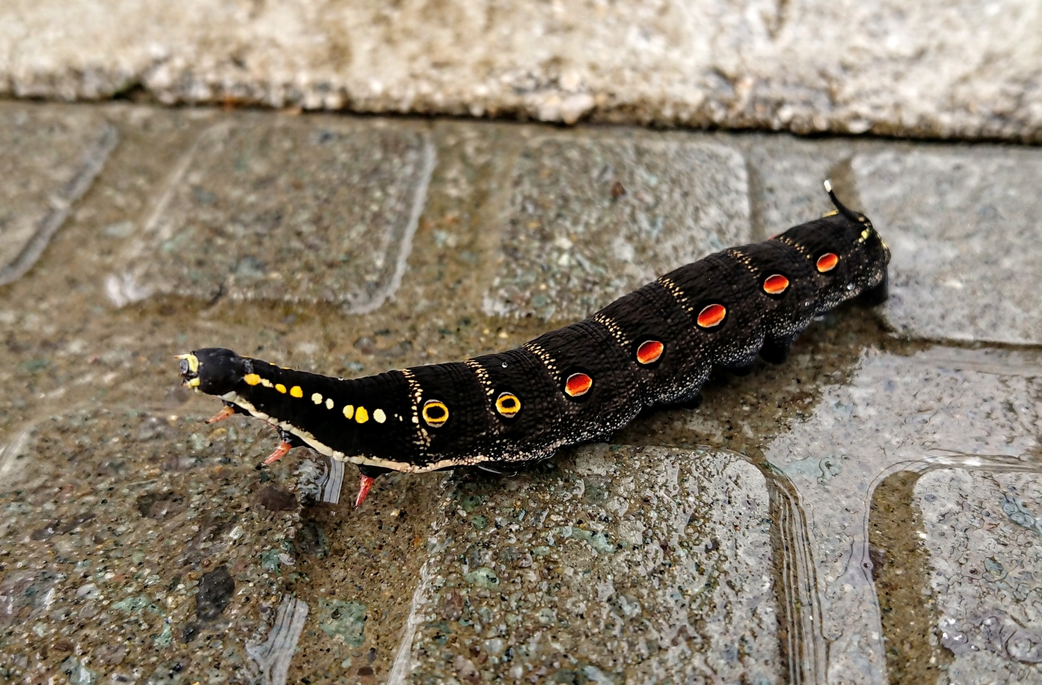 Interesting Caterpillar in Tokyo, Japan : r/whatsthisbug