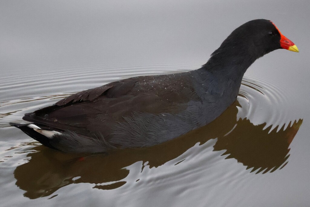 Australian Dusky Moorhen from Gympie QLD 4570, Australia on May 3, 2025 ...