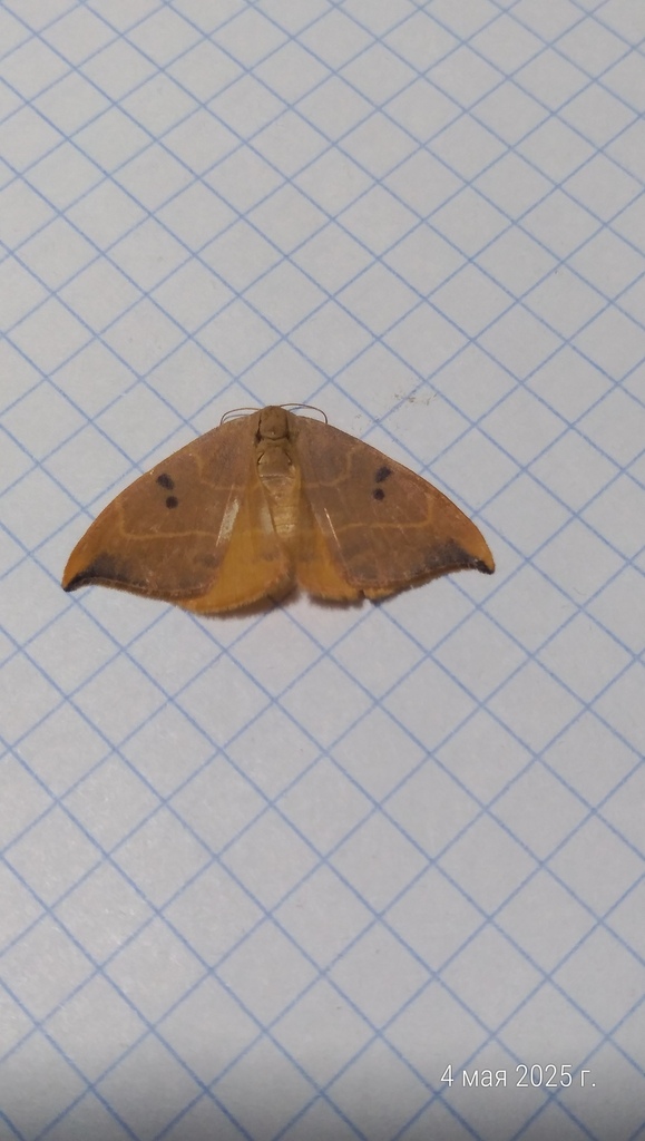 Oak Hook-tip from Валуйки, Белгородская обл., Россия on May 4, 2025 at 12:33 AM by Евгений ...