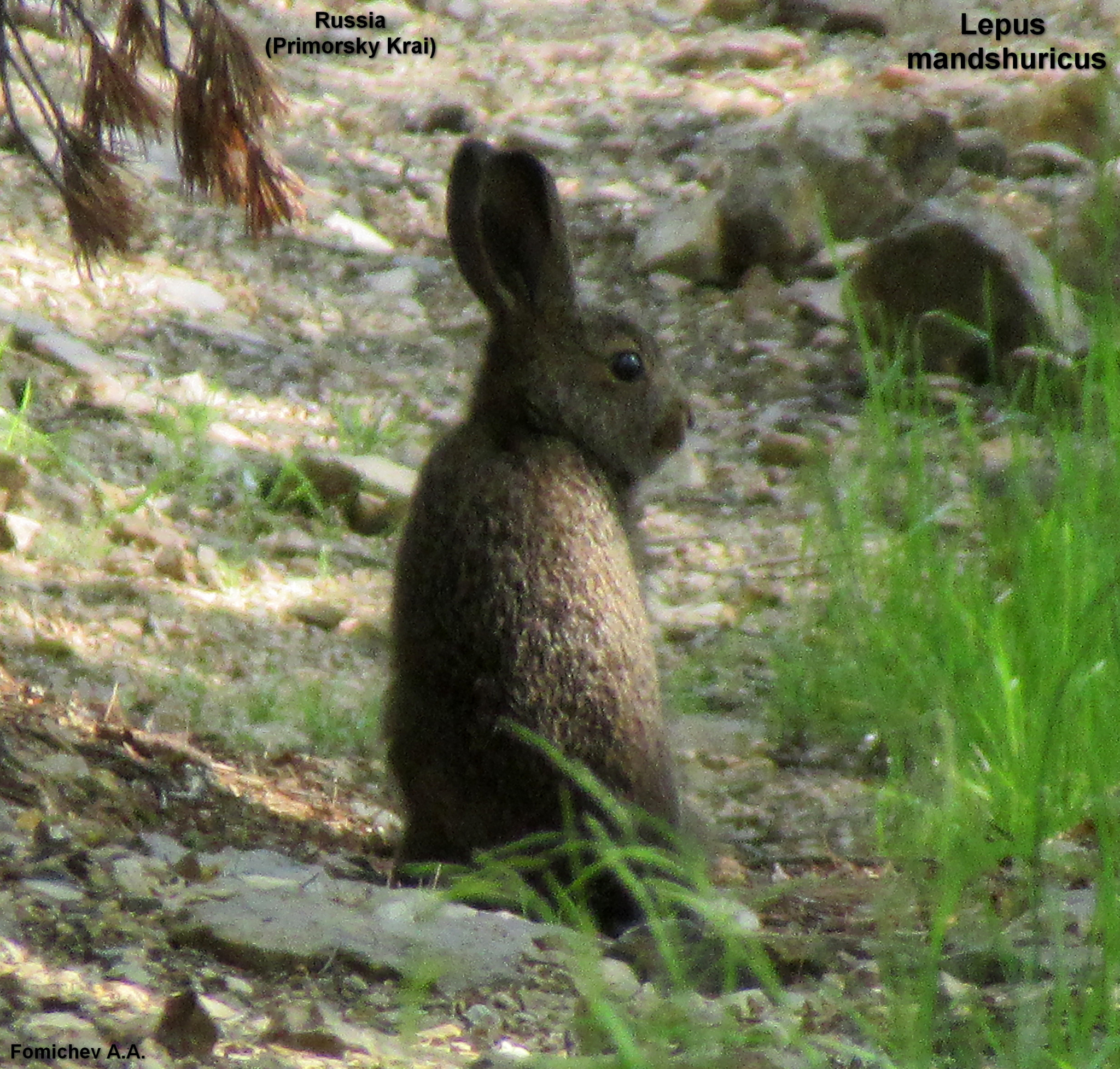 Lepus mandshuricus Radde, 1861