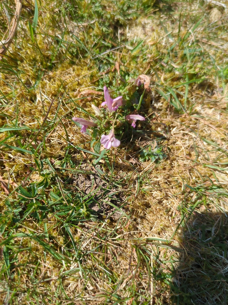 Common Lousewort from Cornwall, UK on May 6, 2025 at 01:36 PM by pipsk ...