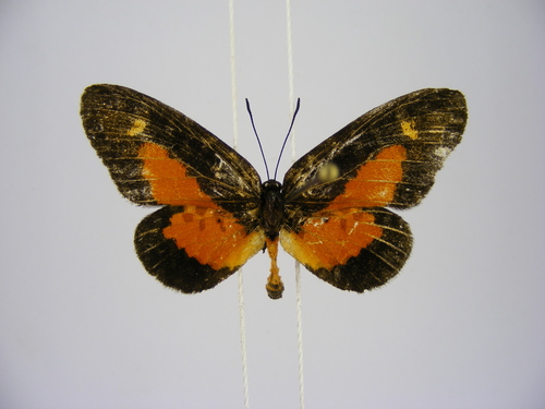 Telipna citrimaculata · iNaturalist