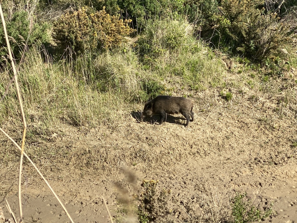 Wild Boar from Rue du 4 Septembre, Le Tréport, Normandie, FR on May 6 ...