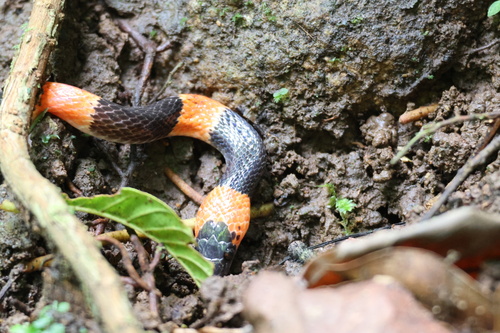 Forest Flame Snake (Oxyrhopus petolarius) - Snakes and Lizards