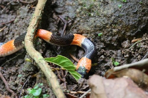 Forest Flame Snake (Oxyrhopus petolarius) - Snakes and Lizards