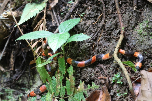 Forest Flame Snake (Oxyrhopus petolarius) - Snakes and Lizards