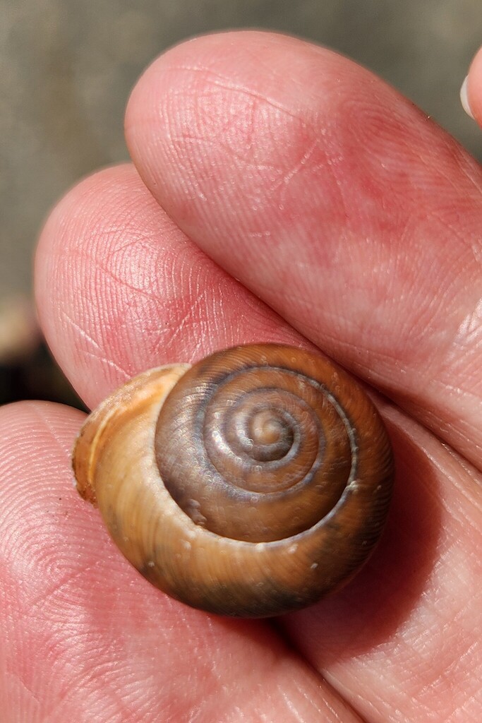 Polygyridae from Forest Heights, MD 20745, USA on May 03, 2025 at 02:54 ...
