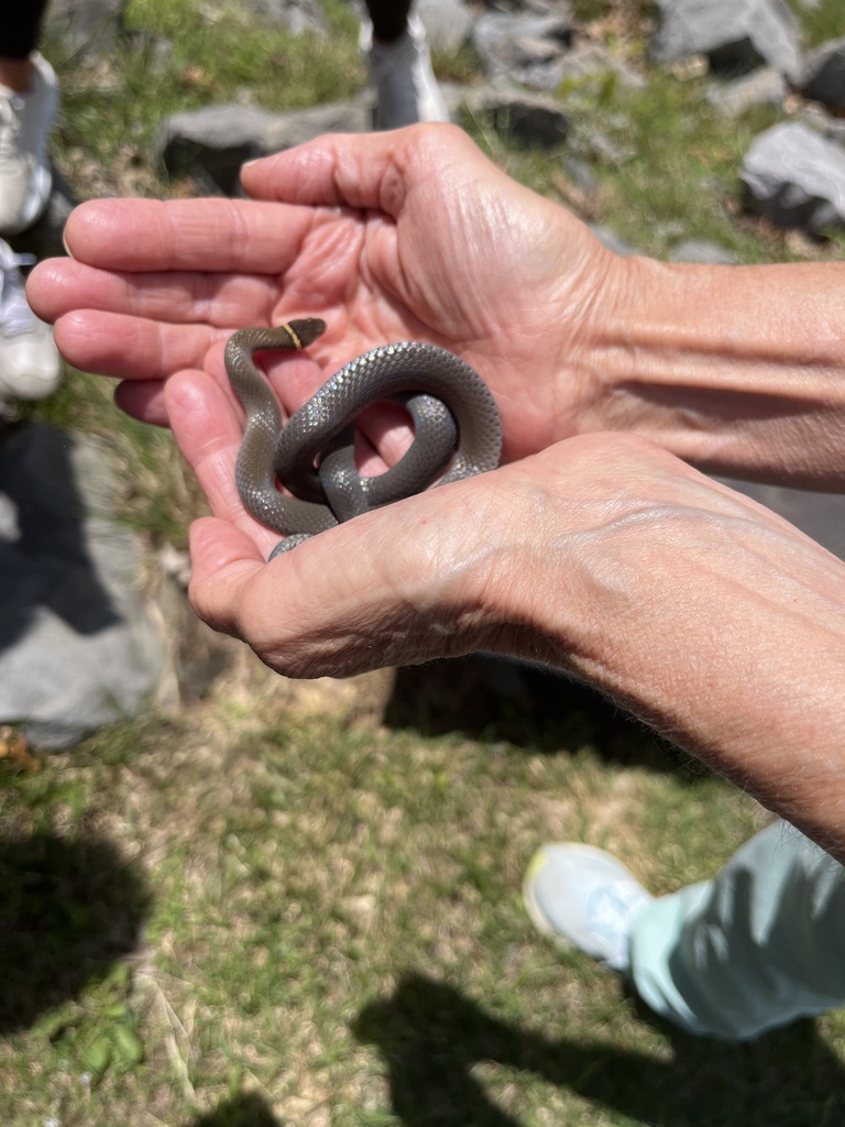 Ring-necked Snake from Hamilton County, US-TN, US on May 6, 2025 at 01: ...